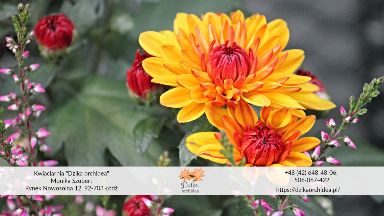 Jesienne kwiaty na balkon - Kwiaciarnia Dzika Orchidea Monika Szubert