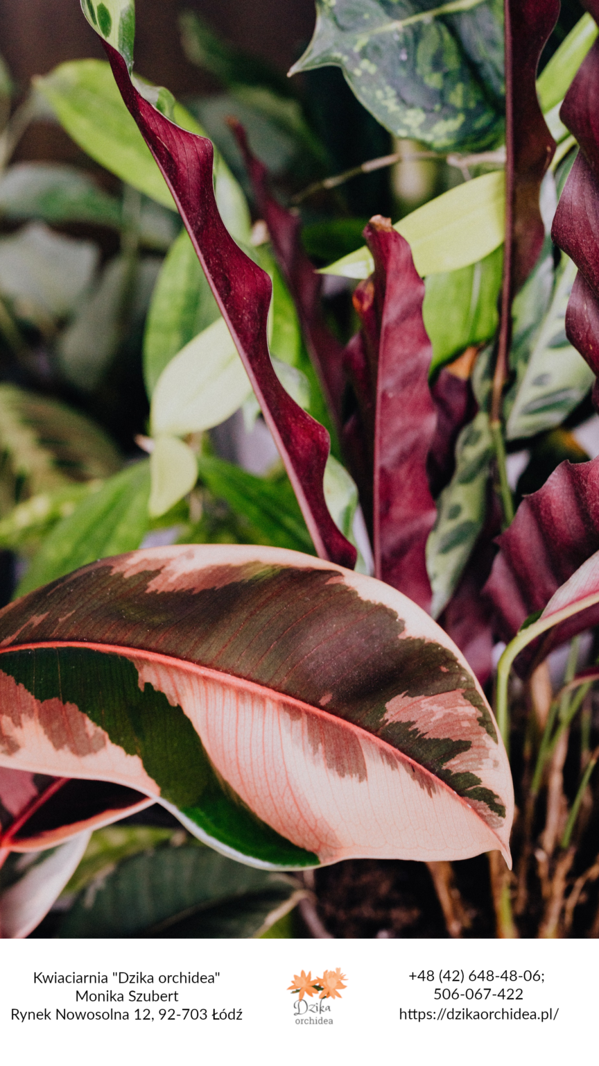 Fikus – uprawa, podlewanie, rodzaje, znaczenie - Dzika Orchidea