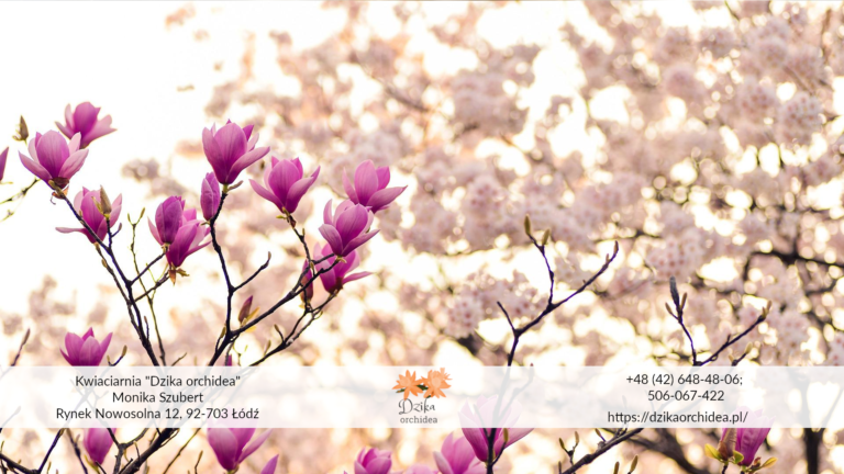 Magnolia – pielęgnacja, podlewanie, rodzaje, znaczenie - Dzika Orchidea