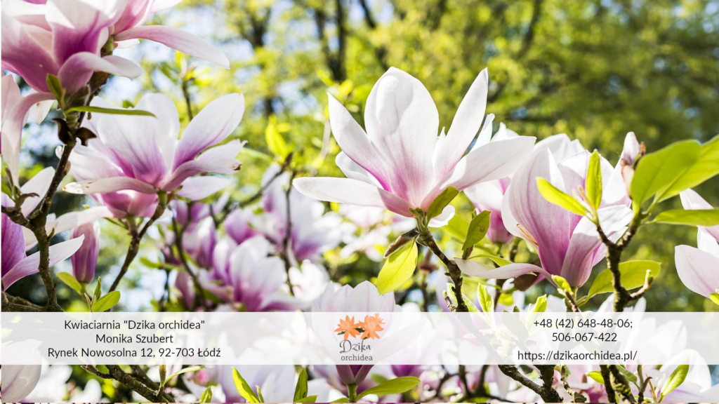Magnolia – pielęgnacja, podlewanie, rodzaje, znaczenie - Dzika Orchidea